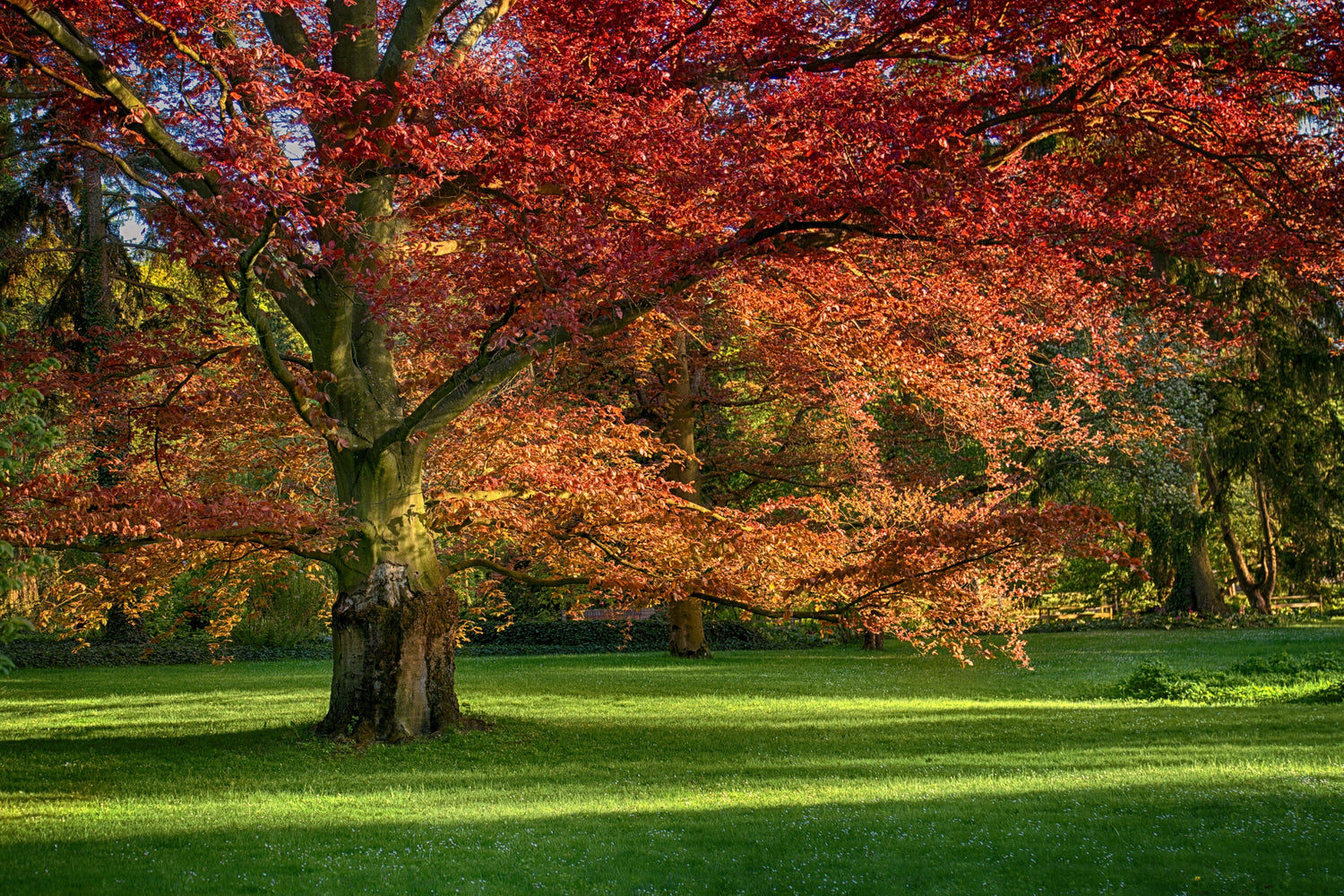 Red Oak Tree: The Ultimate Guide to Its Majestic Beauty, Benefits, and ...