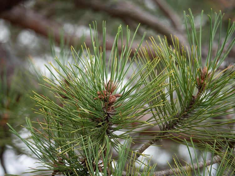 Red Pine Tree: Benefits, Care & Growing Tips Guide – Grow Billion Trees