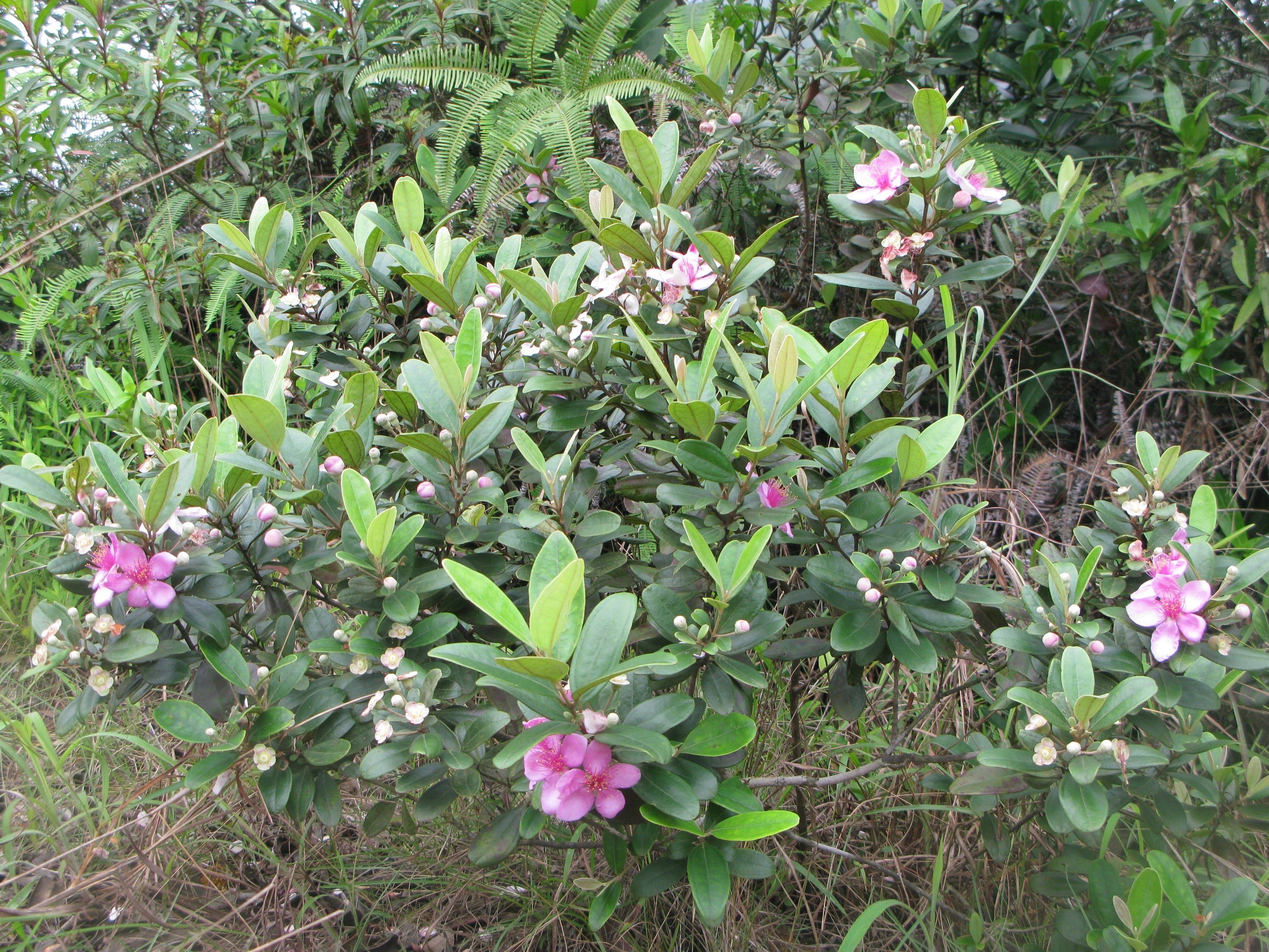 Rose Myrtle Tree: The Ultimate Guide to Growing and Caring for This St ...