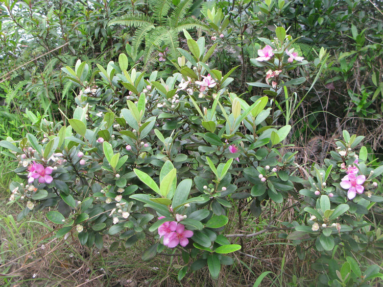 Rose Myrtle Tree: The Ultimate Guide to Growing and Caring for This St ...