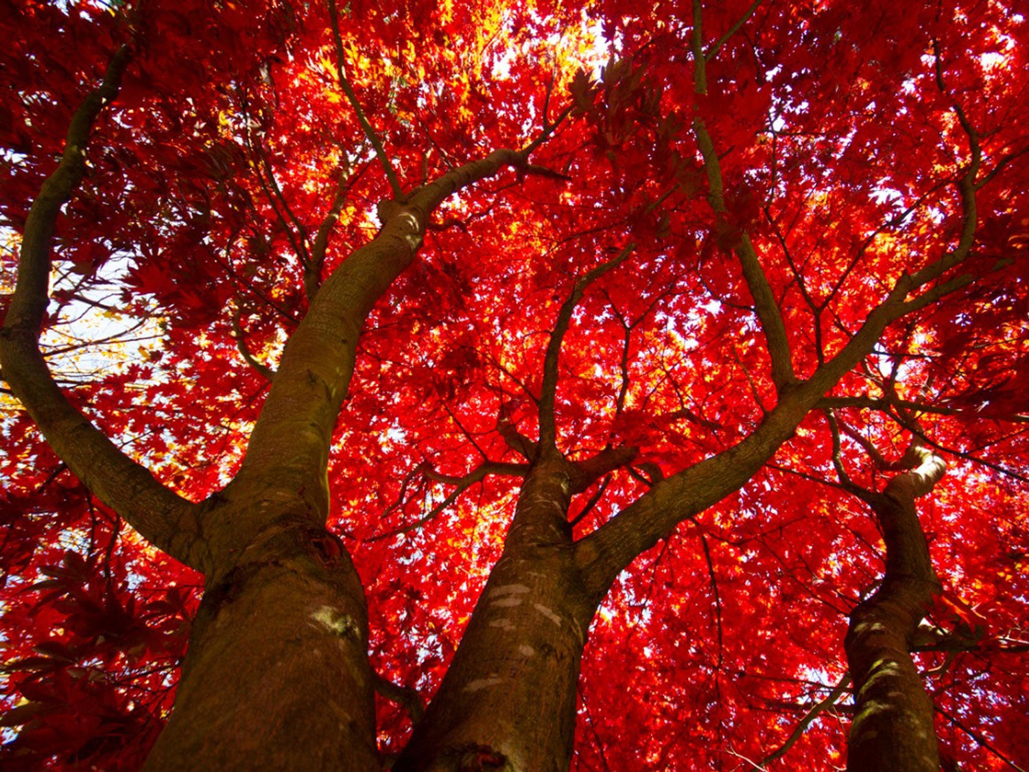 Scarlet Maple Tree: The Ultimate Guide to Transforming Your Landscape ...