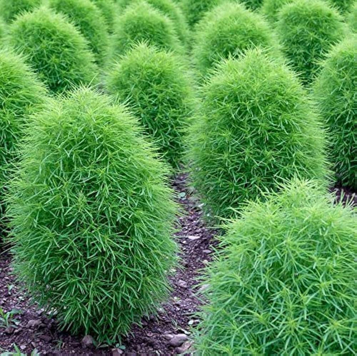 Tree Stories – Grow Billion Trees
