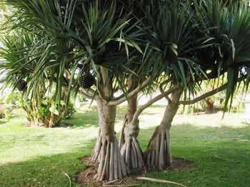 Screwpine Tree: Complete Guide to Benefits, Uses & Care – Grow Billion ...