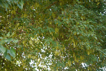 Tree Plantation in Mumbai – Grow Billion Trees