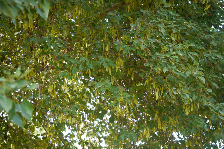 Tree Plantation in India – Grow Billion Trees