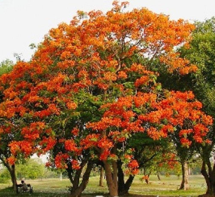 Silk Cotton Tree: Unveiling the Mysteries and Marvels of Nature's Maje ...