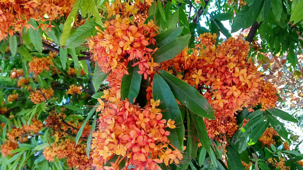 Tree Plantation in India – Grow Billion Trees