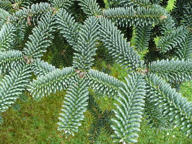 Spanish Fir Tree: Majestic Beauty & Environmental Benefits – Grow ...