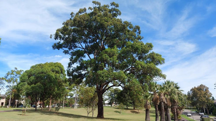 Tallowwood Tree: The Ultimate Guide to Its Unique Benefits, Care Tips ...