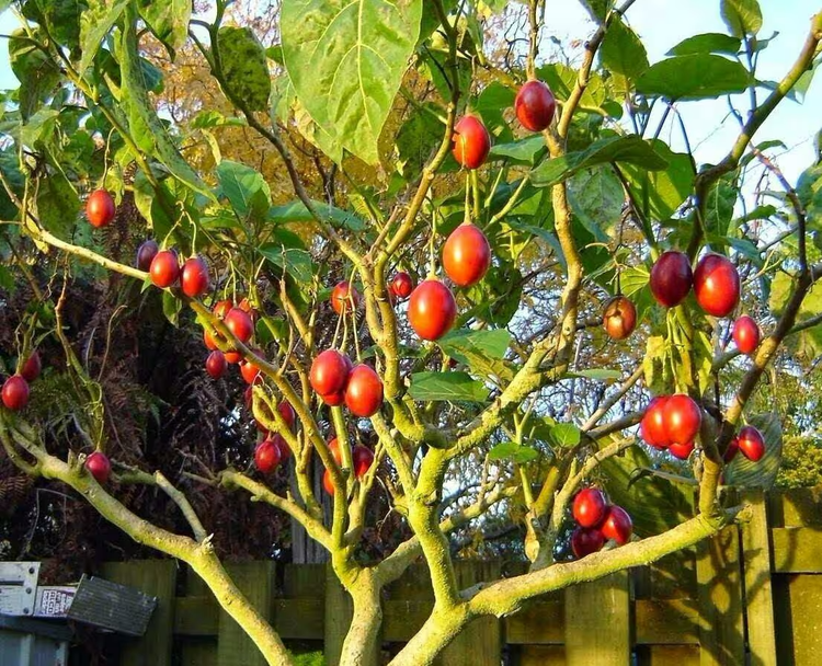 Tamarillo Tree: Unlocking the Secrets to Growing and Harvesting This E ...