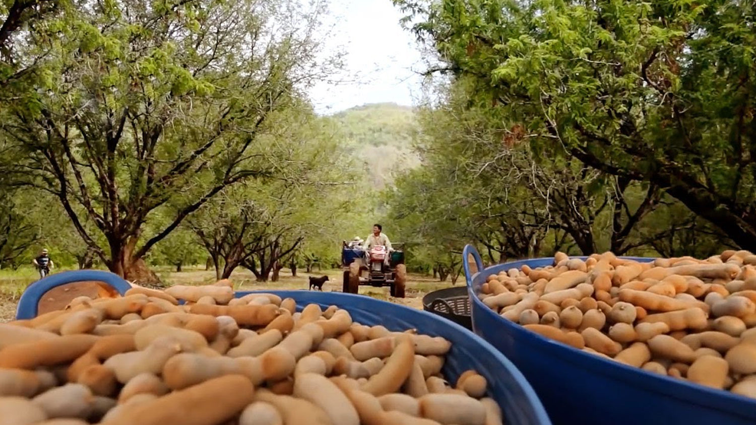 Tree Plantation in India – Grow Billion Trees