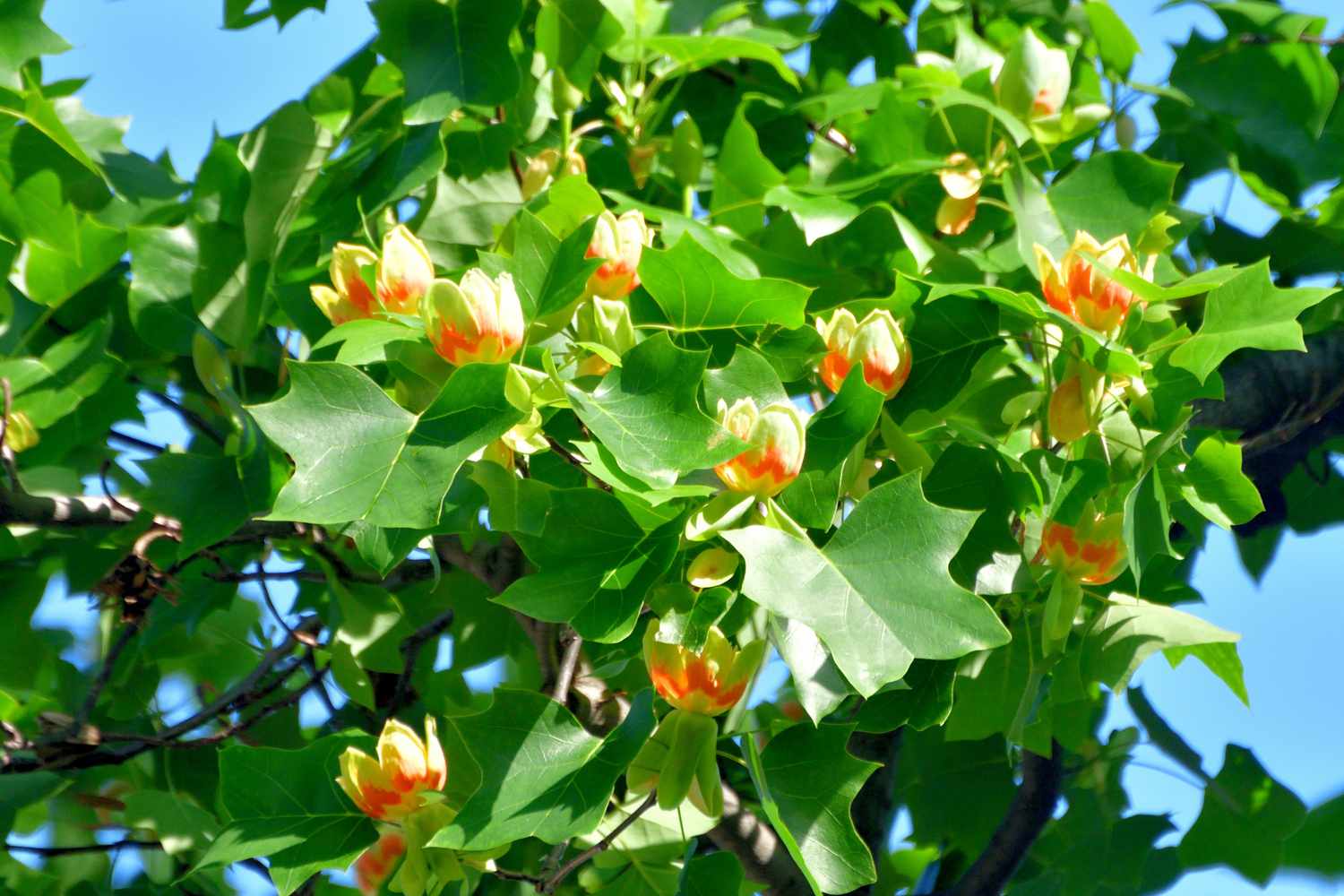 Yellow Poplar Tree: The Ultimate Guide to Its Benefits, Care, and Stun ...