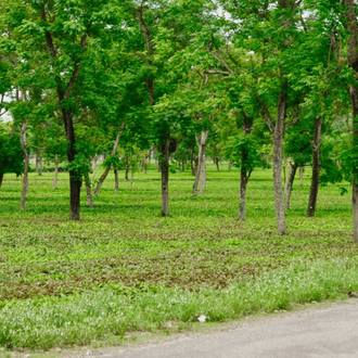 Mahua Tree: Exploring the Mystique of the Indigenous Madhuca – Grow ...