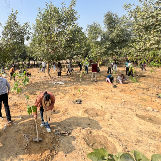 Top 10 benefits of tree plantation for the environment – Grow Billion Trees