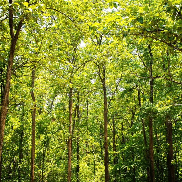 Most Popular – Grow Billion Trees