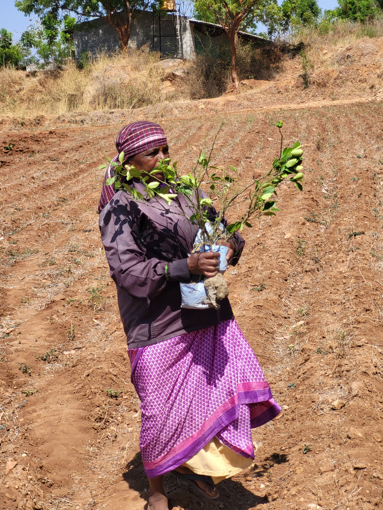 Forest by TAAL Tech – Grow Billion Trees