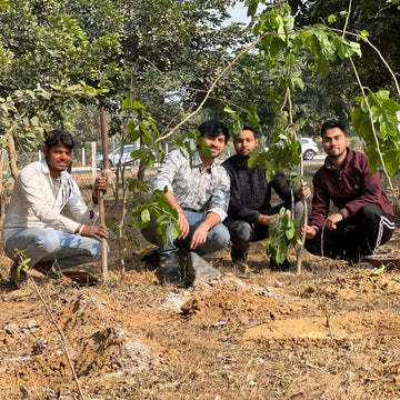 Semal Tree: Exploring the Majestic Silk Cotton Giant for Health, Cultu ...