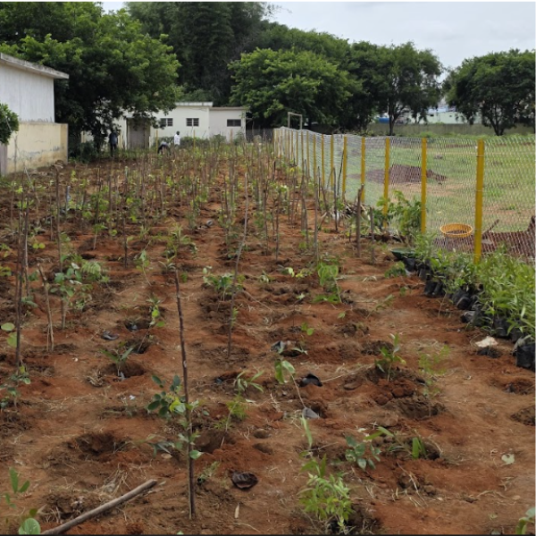 Caterpillar's Centennial Legacy: A Thriving Learning forest in Hosur M ...