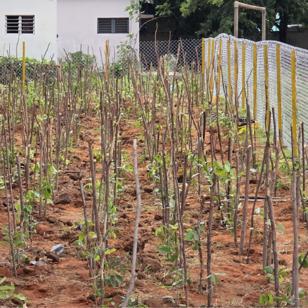 Caterpillar's Centennial Legacy: A Thriving Learning forest in Hosur M ...