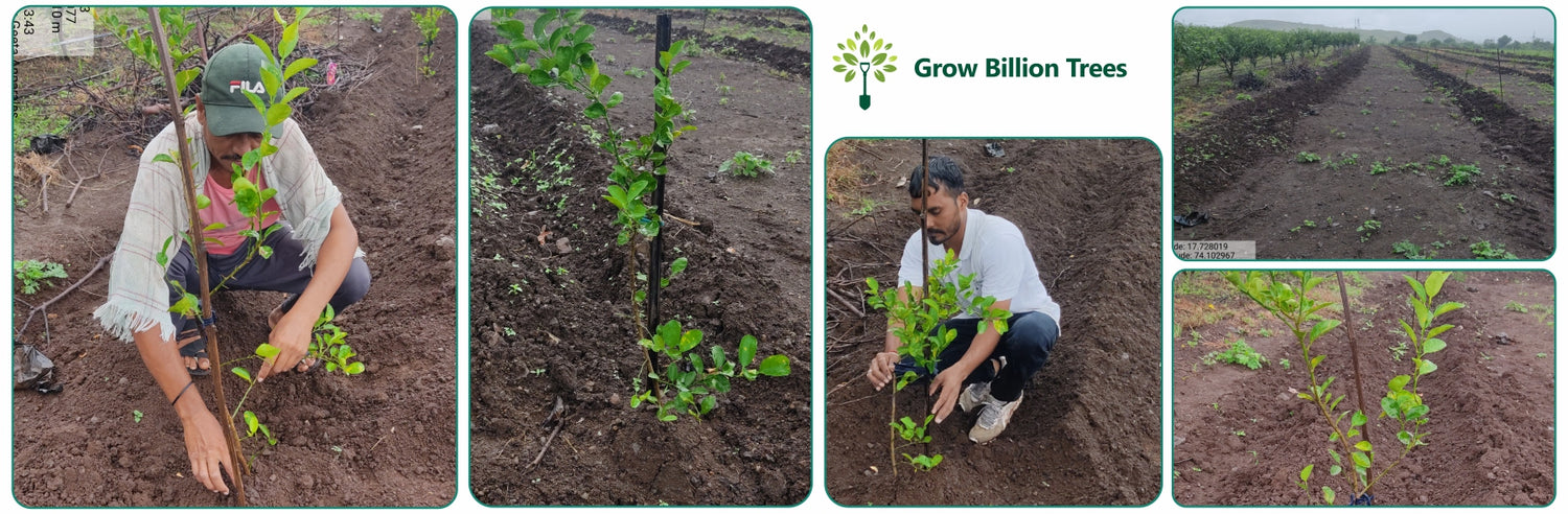 Geeta Apparels' Eco Promise: A Tree for Every Shipment – Grow Billion Trees