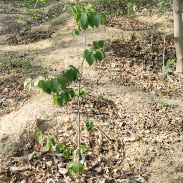 Tech in Bloom: PodTech IO’s Journey to a Greener Future – Grow Billion ...