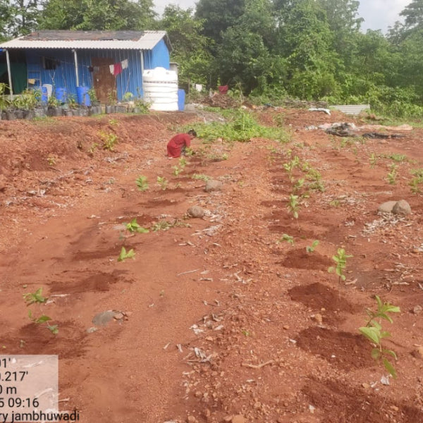 A Step Toward Sustainability: SIRO Clinpharm’s New Year Tree Plantation ...
