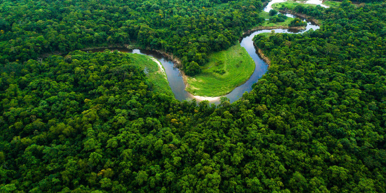 Tree Plantation in India – Grow Billion Trees