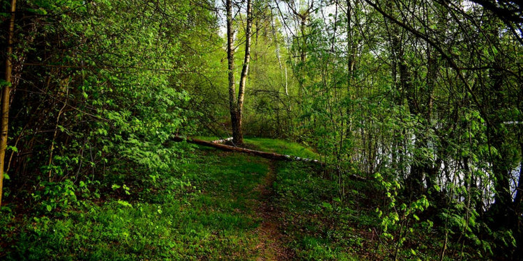 Plant a tree in your Name for ₹299. Planting 100 crore trees in India ...