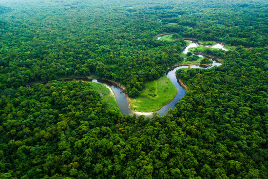 Tamara Leisure Experiences: Planting Trees with Every Booking Made ...
