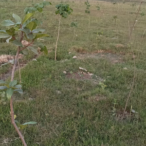 A Green Celebration: Vishal Gore Plants Trees for Sustainability on His ...