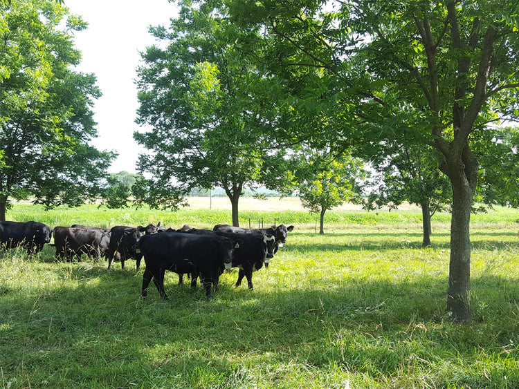 Silvopasture Systems: Sustainable Farming Benefits & Implementation ...