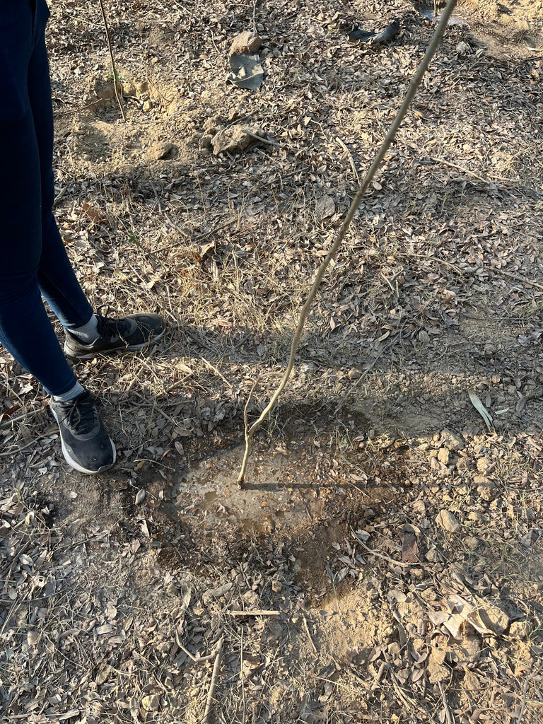 Forest by AAPC – Grow Billion Trees