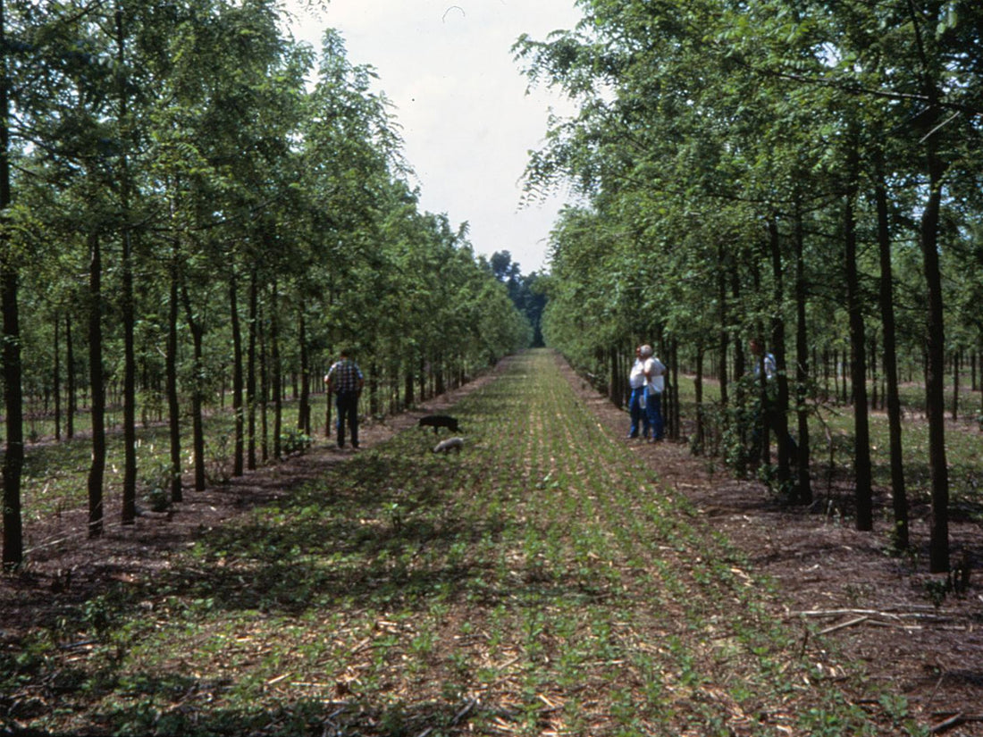 Agroforestry Systems: Bridging Agriculture and Ecology for a Greener F ...