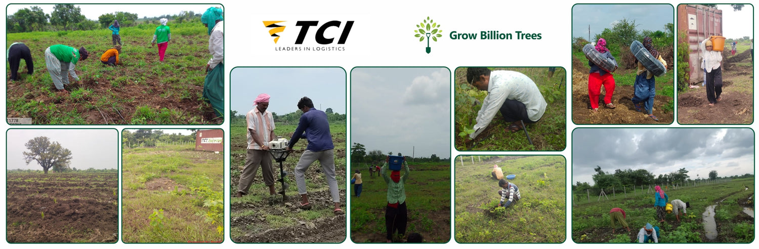 Woodlands of Tomorrow: TCI’s Urban Forest – Grow Billion Trees
