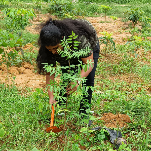 "Cultivating Change: Zededa India’s Tree Planting Drive for Urban ...