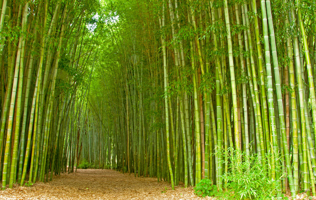 Bamboo Plantation in India: Complete Growing Guide 2024 – Grow Billion ...