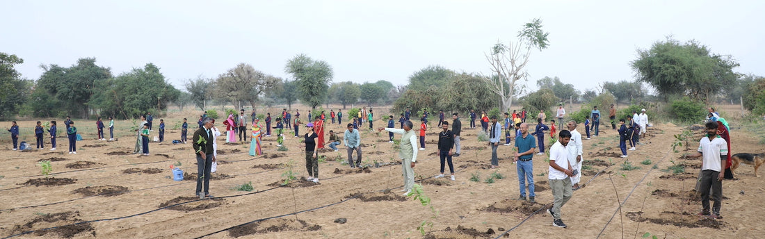 Environmental Impact of Planting One Tree - Complete Guide – Grow ...