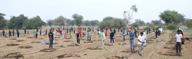 How Does Online Tree Plantation Work? Complete Guide 2026 – Grow ...