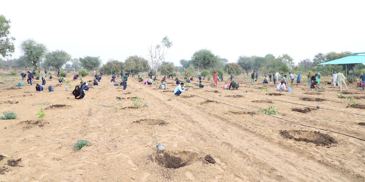 Tree Plantation in Bihar State – Grow Billion Trees
