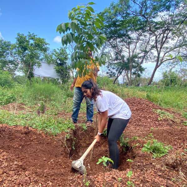 Urban Tree Plantation by SentinelOne – Grow Billion Trees