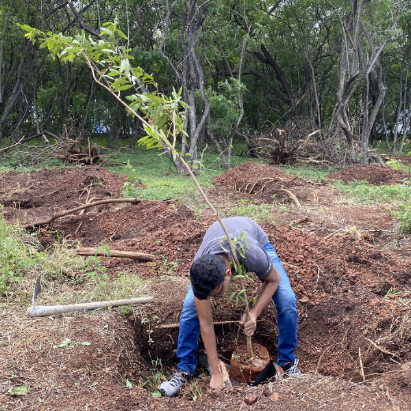 EACH ONE PLANT ONE: SentinelOne’s Green Commitment to Urban ...