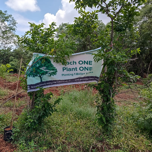 EACH ONE PLANT ONE: SentinelOne’s Green Commitment to Urban ...