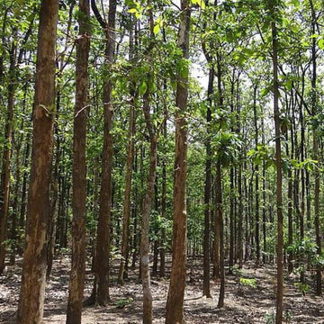 Trees For Shiv Ji – Grow Billion Trees