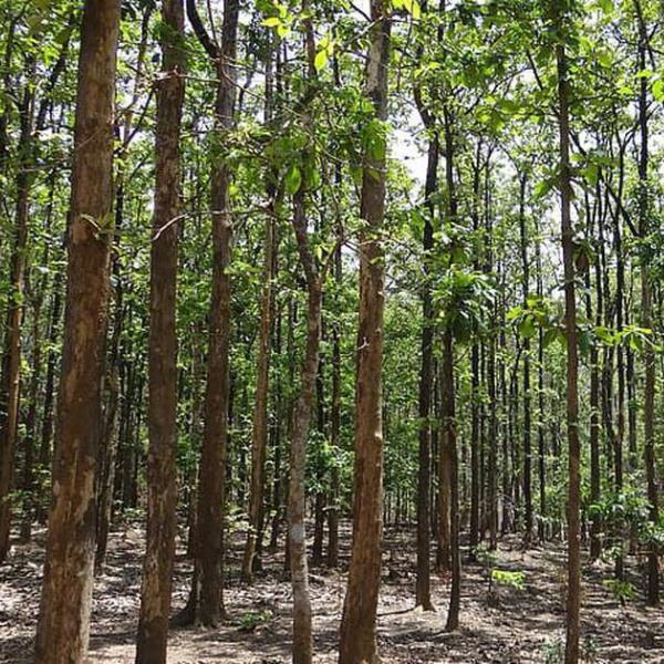 Trees for Valentine's Day | Eco-Friendly Gift Ideas – Grow Billion Trees