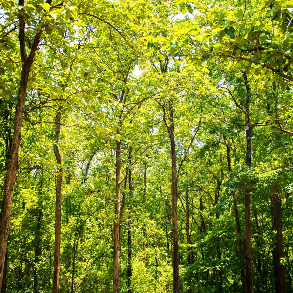 Tree Plantation on Father's Day – Grow Billion Trees