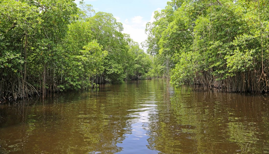 Mangroves Forests: Green Barriers Against Climate Change – Grow Billion ...