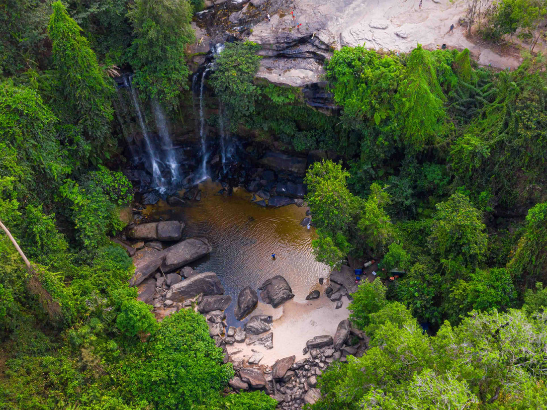 Natural Forest Management: Sustainable Conservation Guide – Grow ...