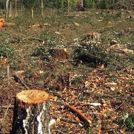 Plant a tree in your Name for ₹199. Planting 100 crore trees in India ...