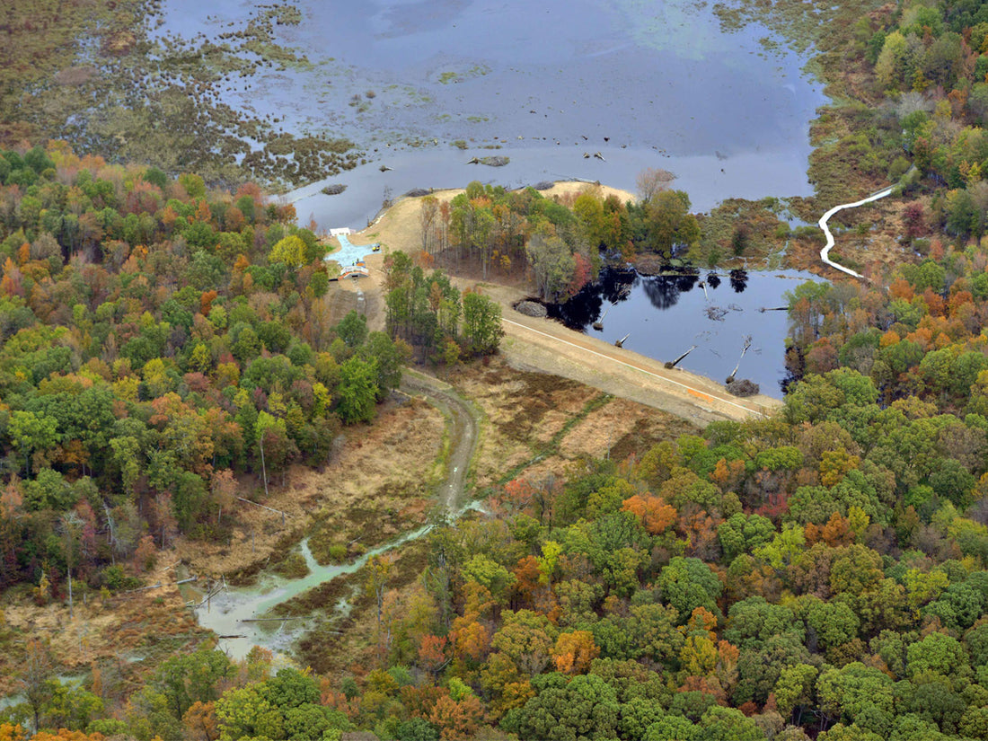 Wetland Restoration: Reclaiming Lost Habitats for Wildlife – Grow ...