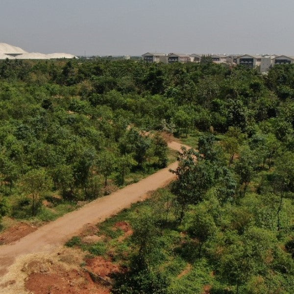 Trees for Heartfulness ( Sahaj Marg ) – Grow Billion Trees